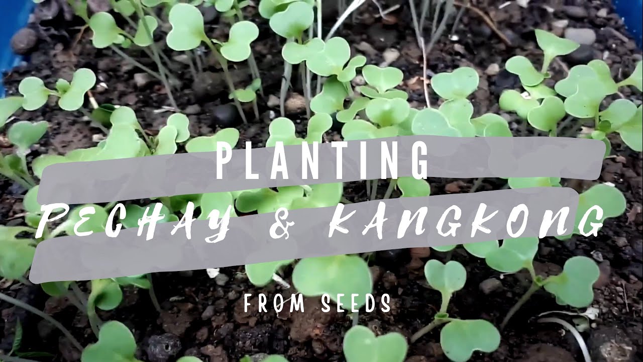 PLANTING PECHAY AND KANGKONG FROM SEEDS | GROWING FOOD AT HOME - YouTube