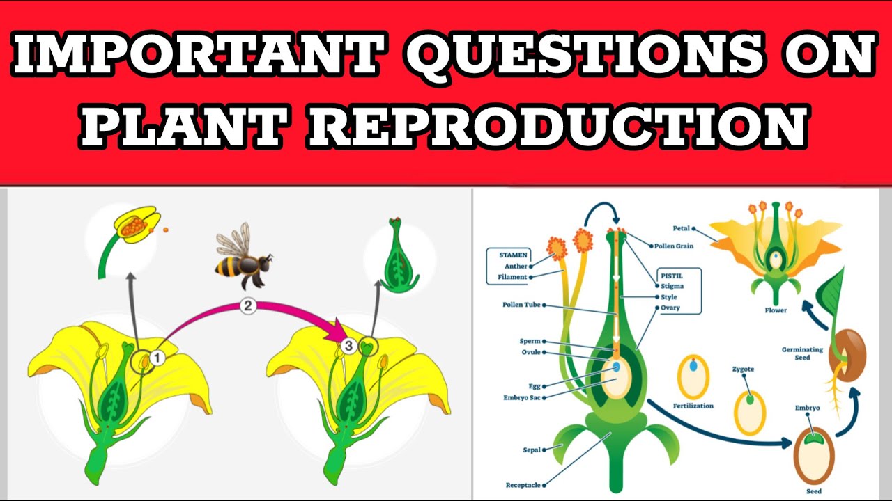 Important Questions with Answers on "Reproduction in Plants" 🌱 || Learn ...
