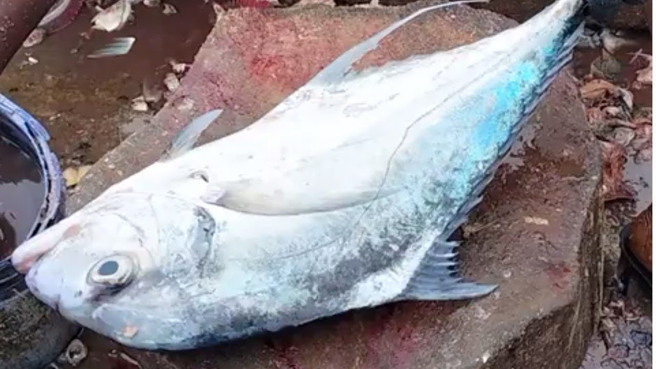 4 kg kannadi parrai fish cutting | big fish cutting, Diamond Trevally ...