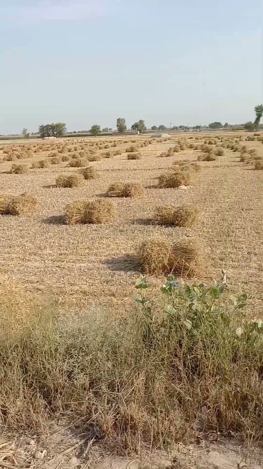 gandam ktai k bad gathdion mein in village life - YouTube