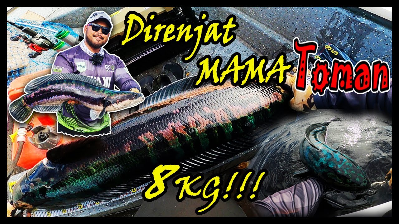 Diheret MAMA Toman 8KG Gaisss!!! #V26 #tomanhunter #mancingmania - YouTube