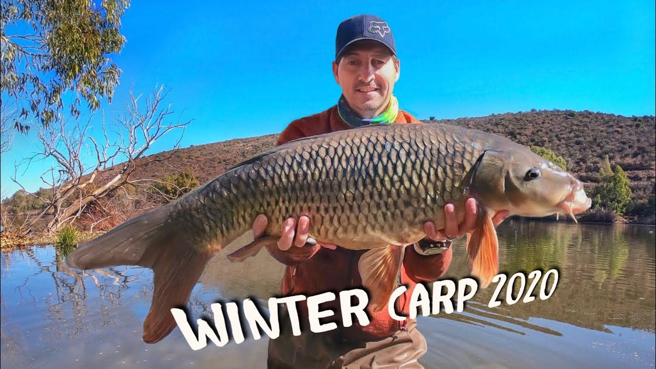 Winter Carp 2020 - Catch & Release - YouTube