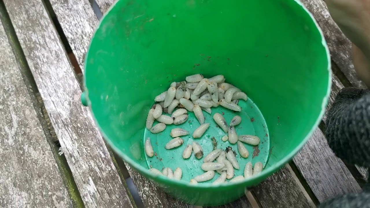 Part three 🐝🐝🐝🐝Collecting Wasp grubs for bait - YouTube