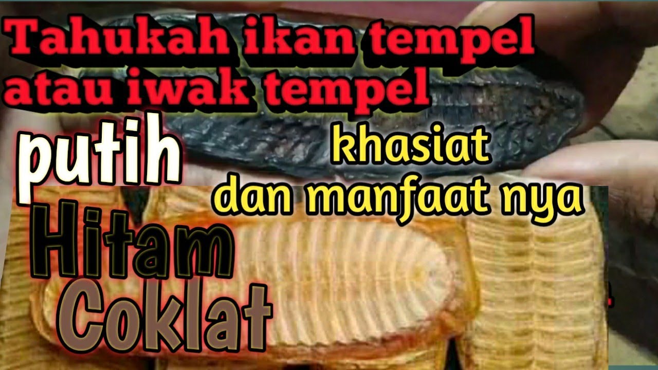 ini penjelasan ikan tempel putih hitam coklat - YouTube