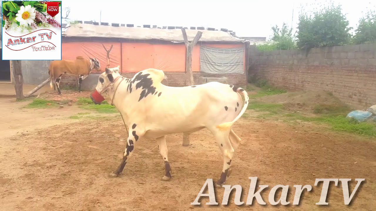 The proud Khadmabad Ansar ||| Watch Full Video - YouTube