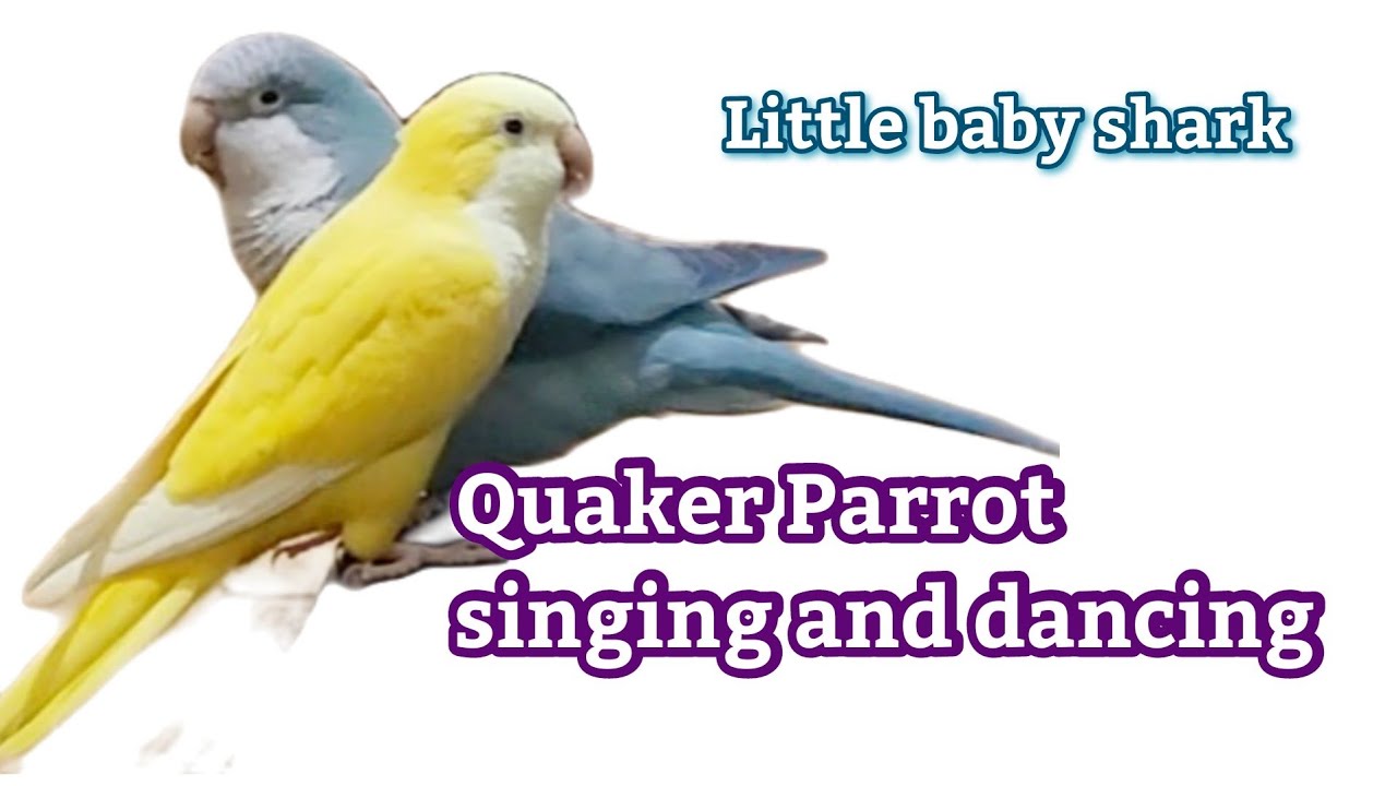 Quaker Parrot Singing and Dancing - YouTube