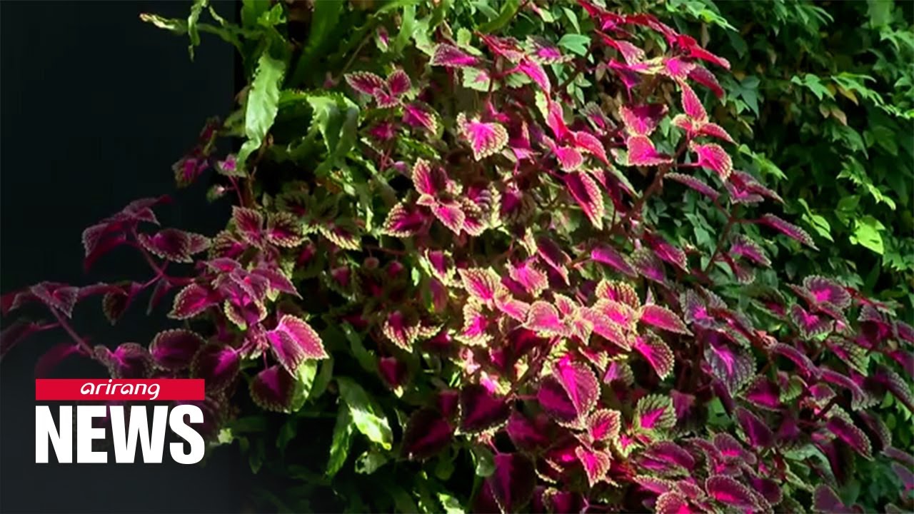 Globally renowned K-Garden is expanding income by cultivating native ...