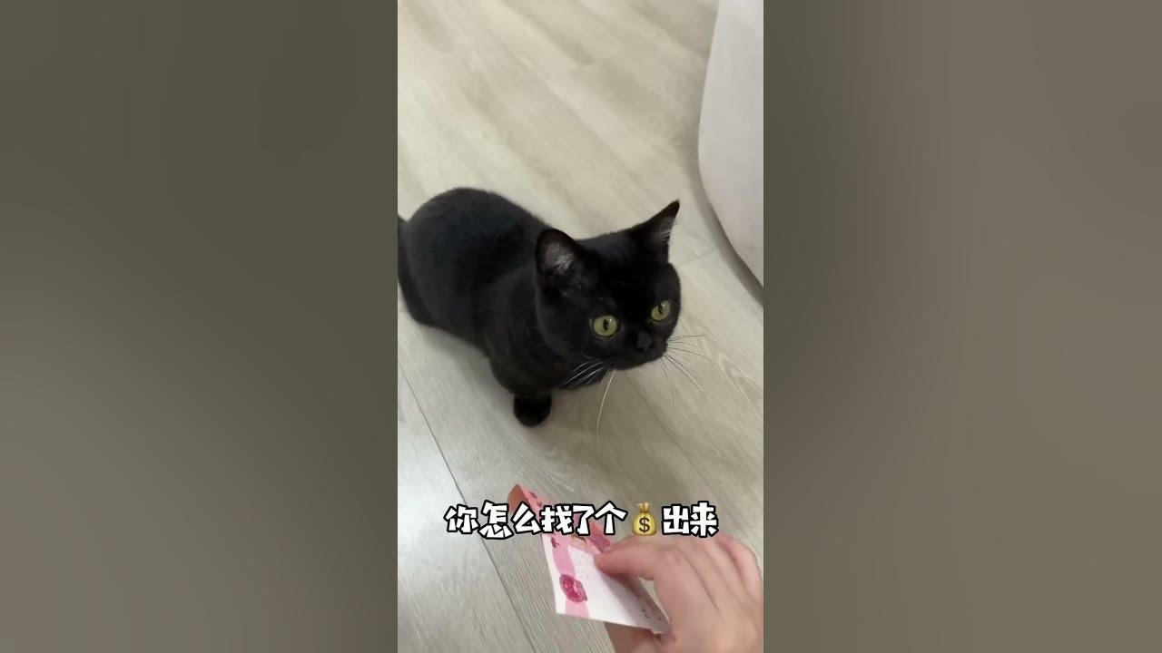 【一只黑糖啵啵🐻】我怀疑我家猫上辈子是狗变的，竟然还有这种特殊技能！ Youtube