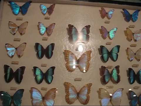 09-06-07 John May's Insect Museum - YouTube