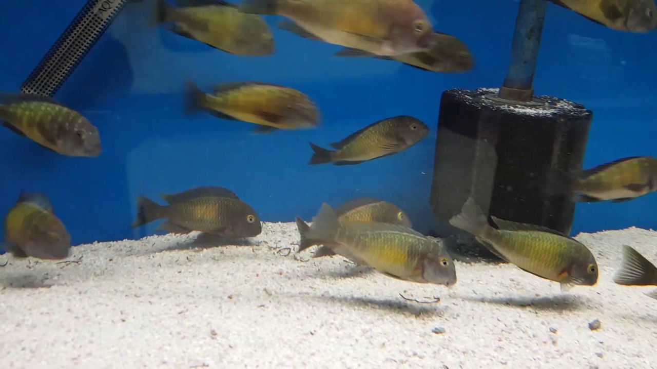 Wild Tropheus chituta bay - YouTube
