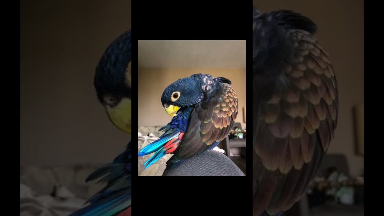 rare parrots.. 😲😍 - YouTube
