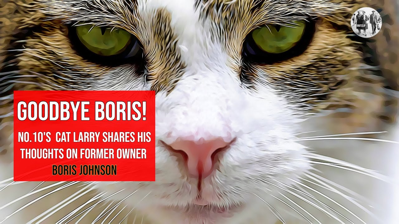 No.10's Downing Street Cat Larry - Thoughts on his former owner Boris ...