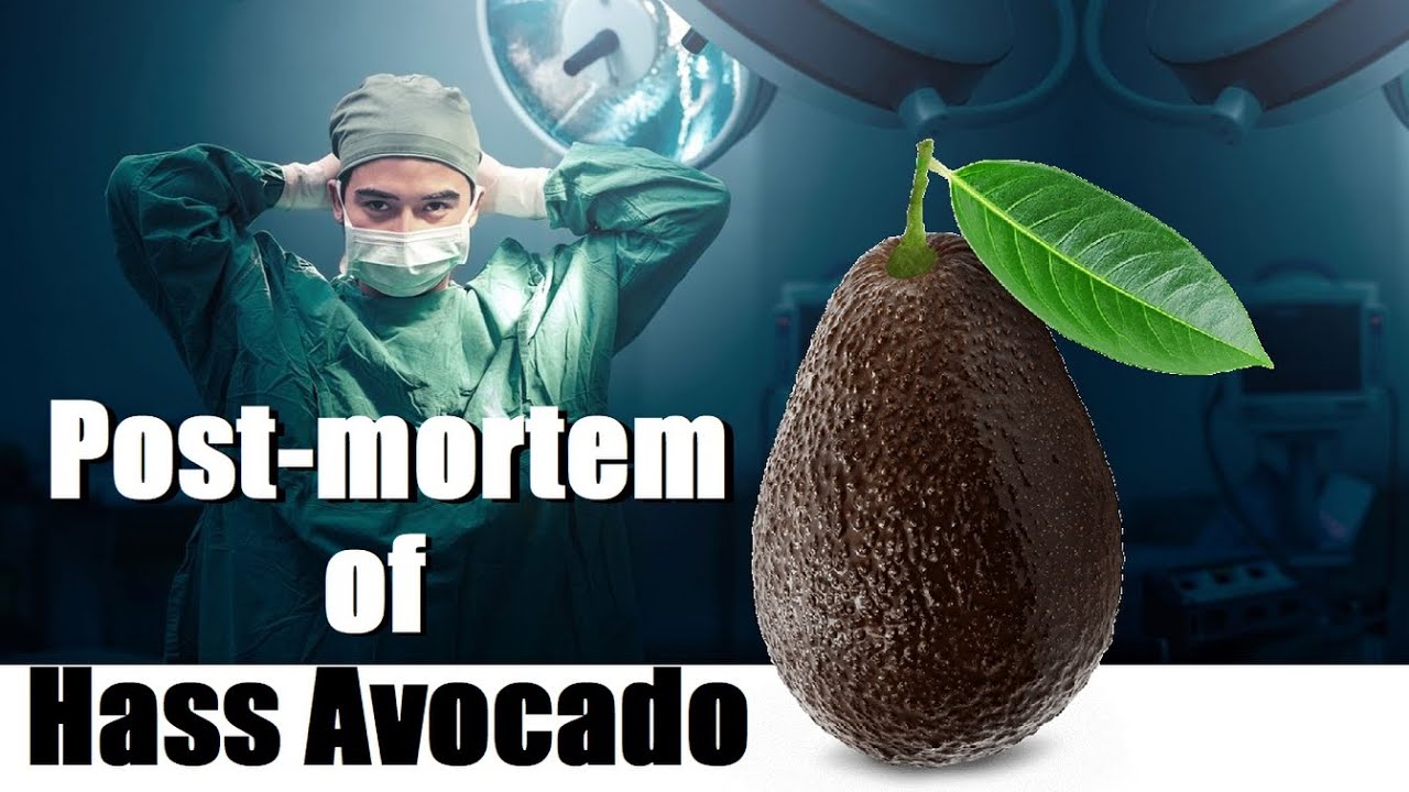 Comparing Tanzania Hass avocado with Indian Purple and Green avocados ...