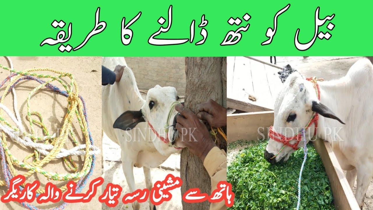 Bail ko nakail dalne ka tarika | bail nu nath pai | bull Nose piercing ...