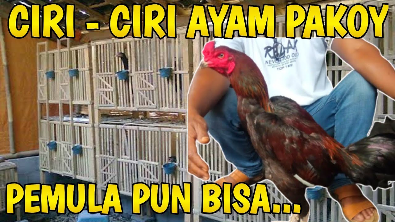 ciri ciri ayam pakhoy / cara memilih ayam pakhoy yang bagus - YouTube