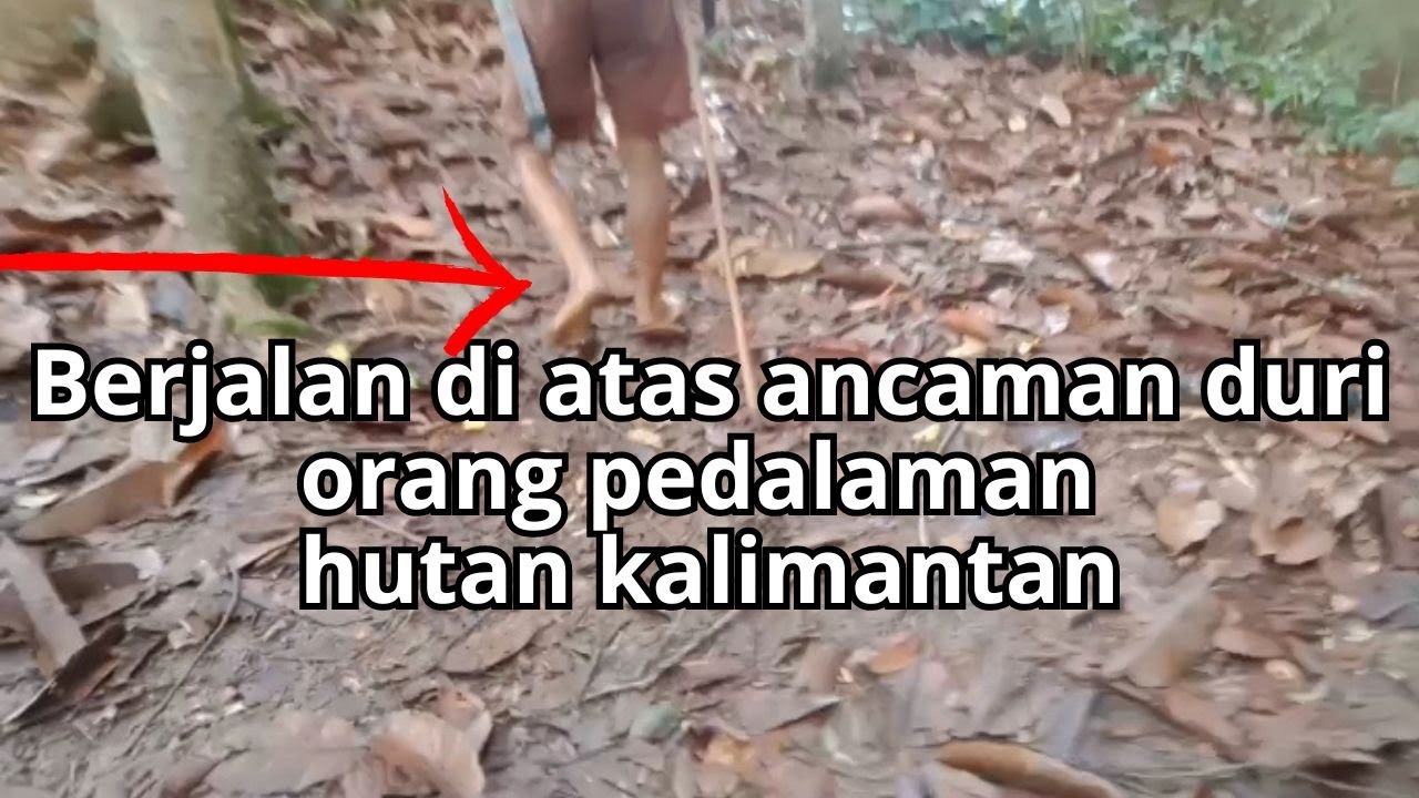 Telapak kaki ampuh menyusuri hutan kalimantan penuh duri - YouTube
