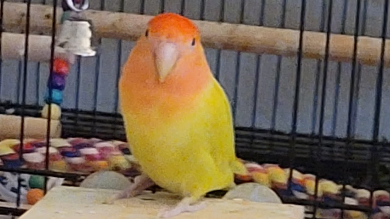 Lovebird Mango playing and getting a head massage inside pocket - YouTube