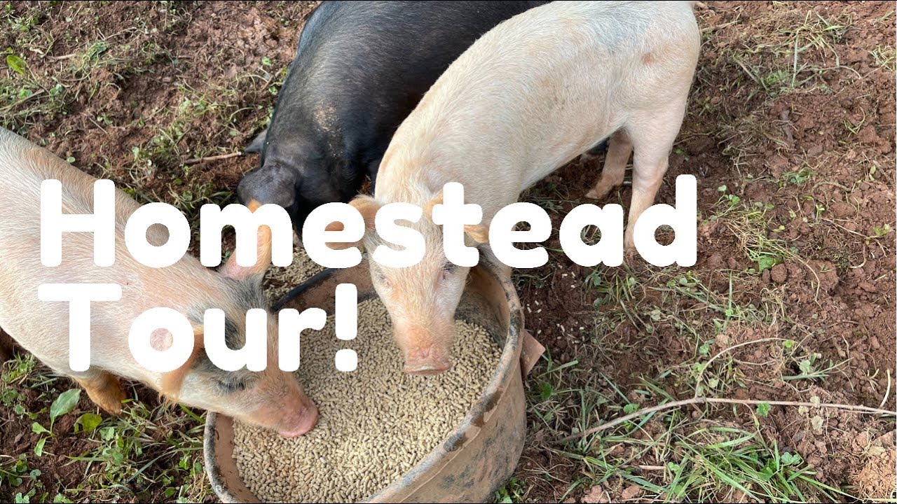 Mini Tour of our 3 Acre Homestead - YouTube