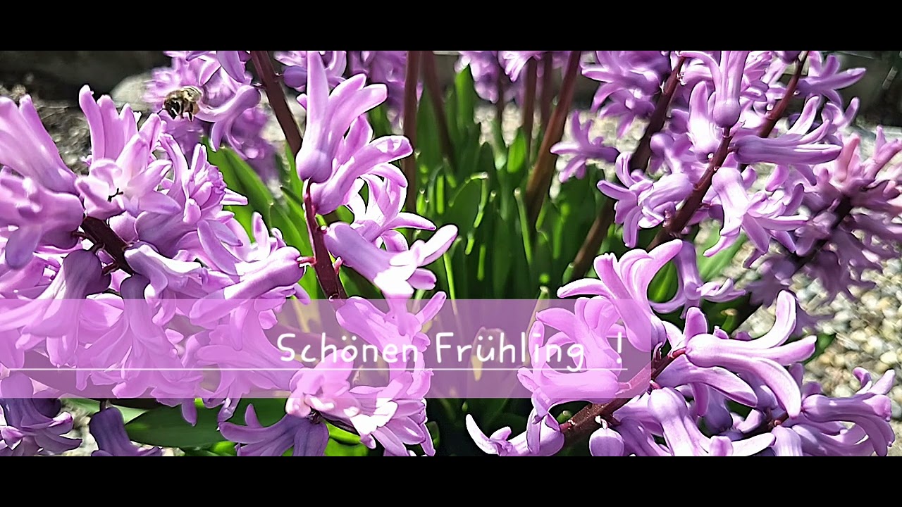 Schönen Frühling ! - YouTube