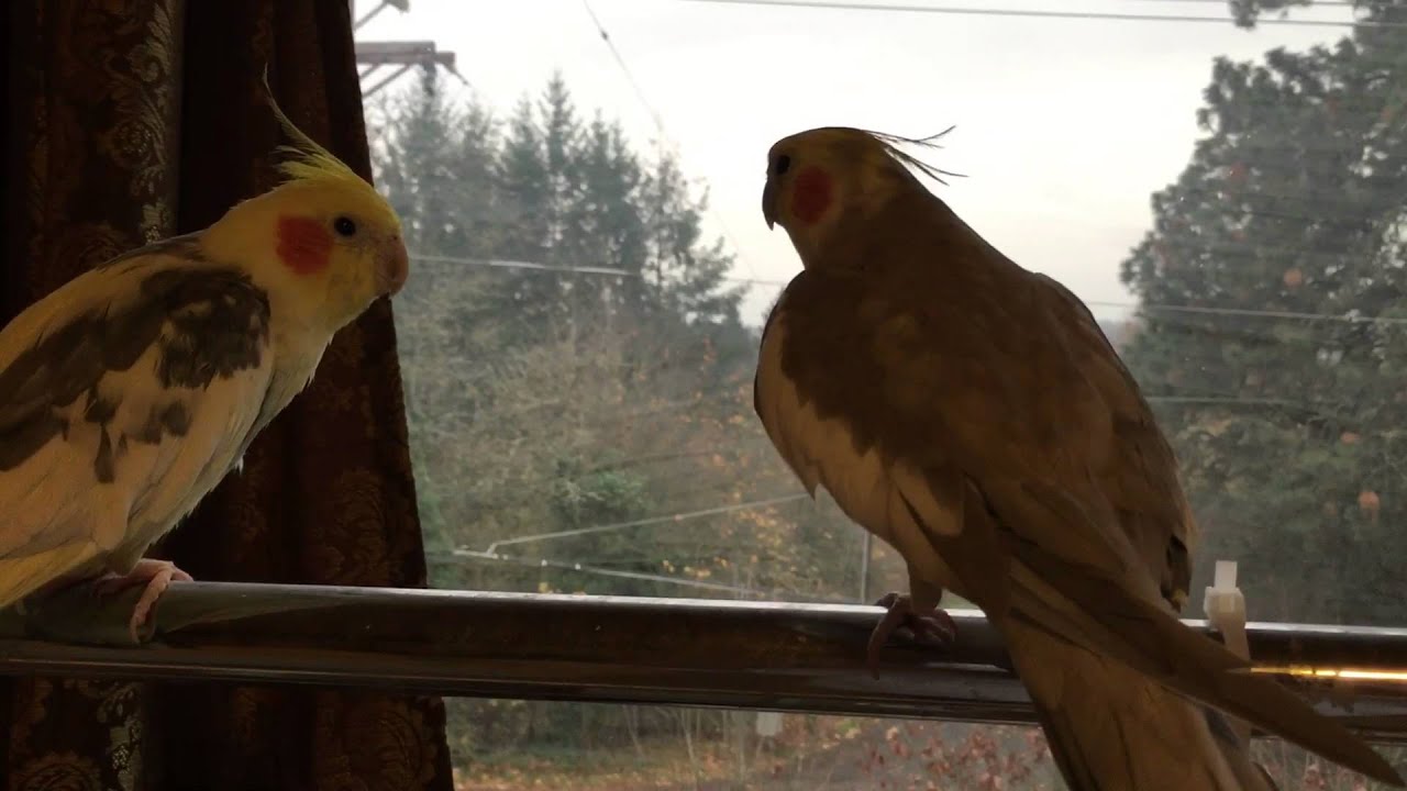 Cockatiel talking serious stuff! - YouTube