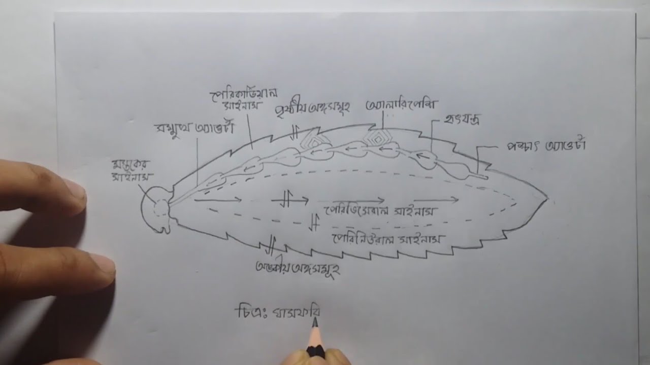 The process of blood circulation of grasshoppers(ঘাস ফরিং এর রক্ত সংবহন প্রক্রিয়া)HSC Biology-2 ...
