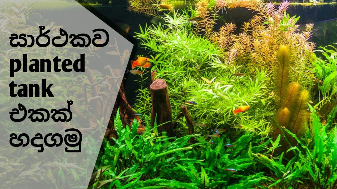 How to:setup a planted tank successfully - YouTube