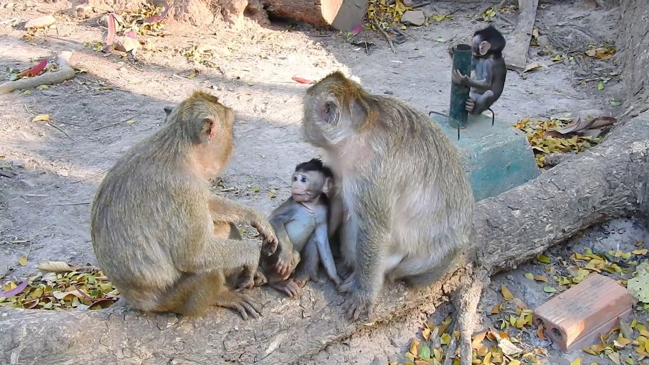 Extremely hurt, poor baby monkey got deeply bitting on private area no ...