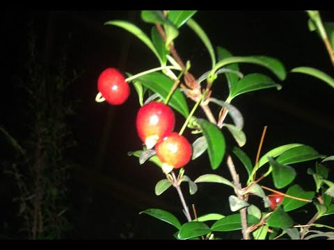 Tasting: Eugenia ligustrina "Privet Stopper" Excellent Rare Fruit Tree ...