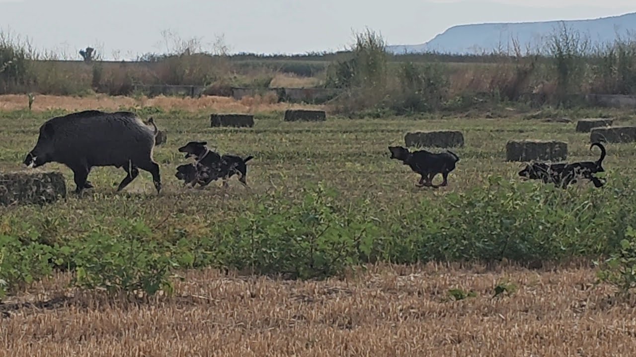 190 KG DEV AZILI DOMUZ AVI -190 KG MONSTER WILD BOAR #istanbulsilah # ...