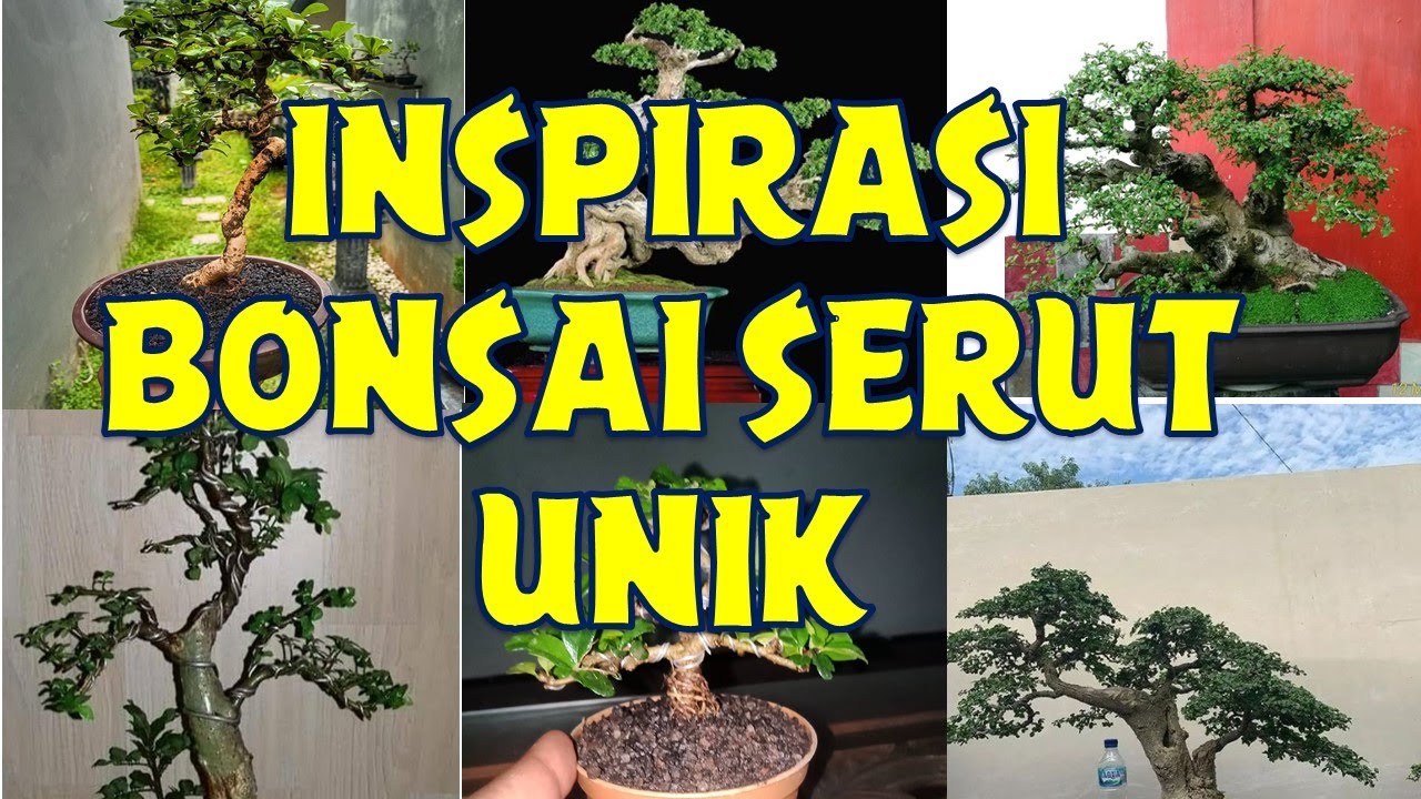 INSPIRASI BONSAI SERUT YANG UNIK - IDE BONSAI SERUT UNIK - YouTube