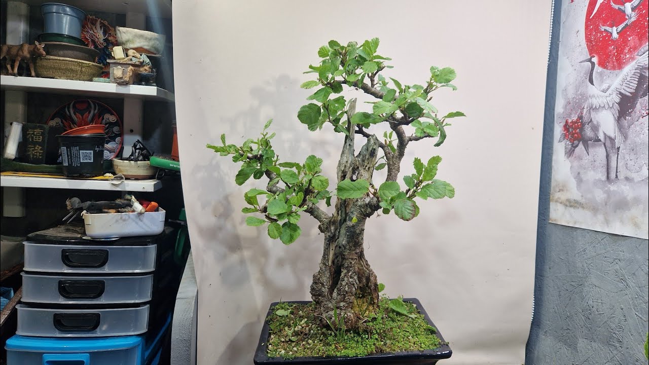 Pruning alder bonsai - YouTube