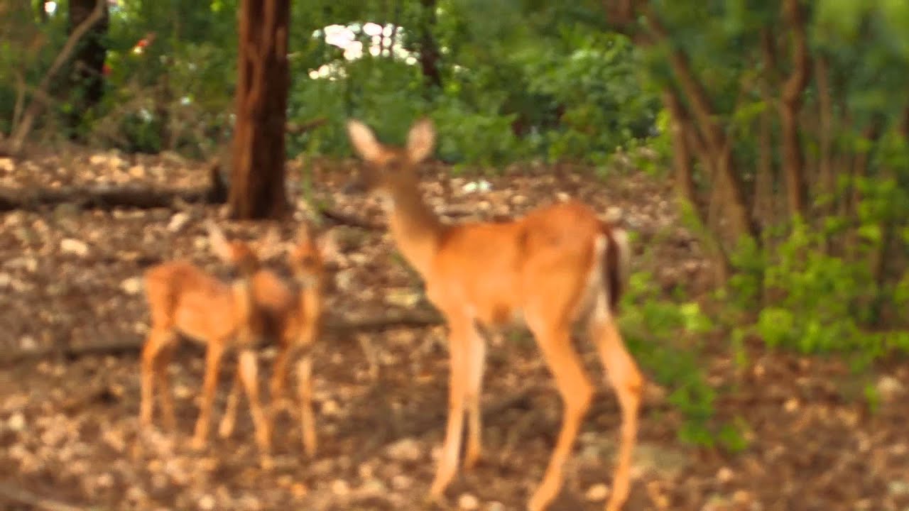 Mom deer grooming - YouTube