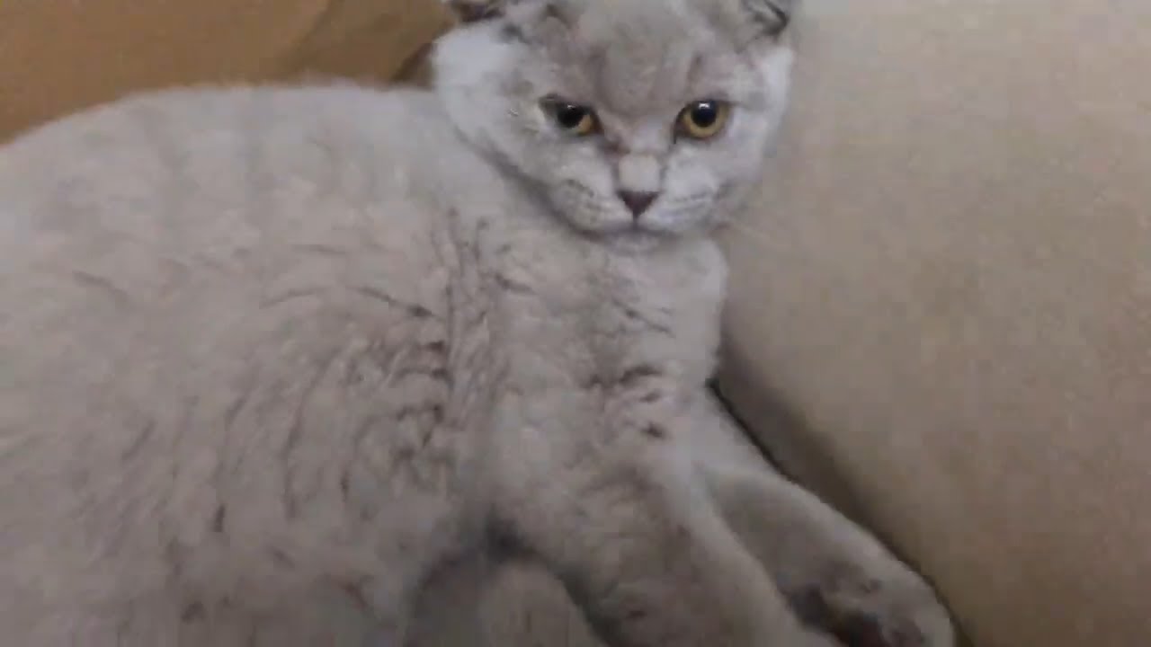 Look at the position of Fifi Cat when starts sleeping 😻🐈🐱. - YouTube