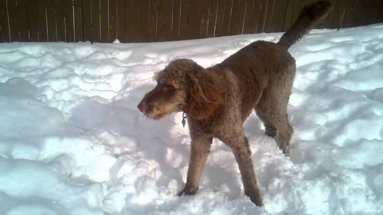 Grover in the snow 3 - YouTube