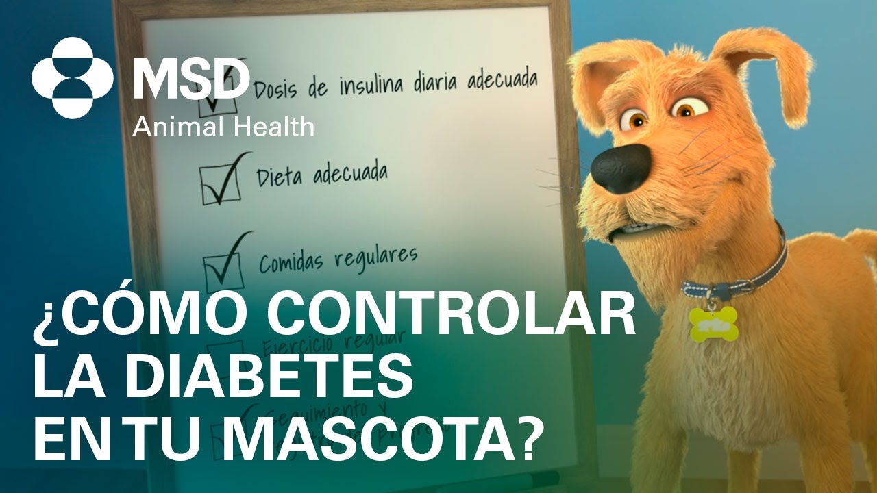 Cómo Se Convierte Un Perro En Diabético