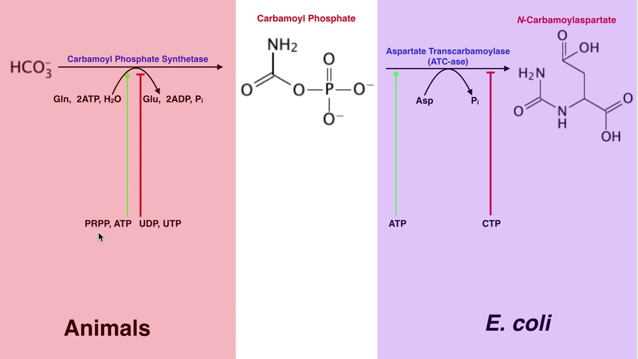Nucleotide Metabolism | Regulation of Pyrimidine Biosynthesis - YouTube