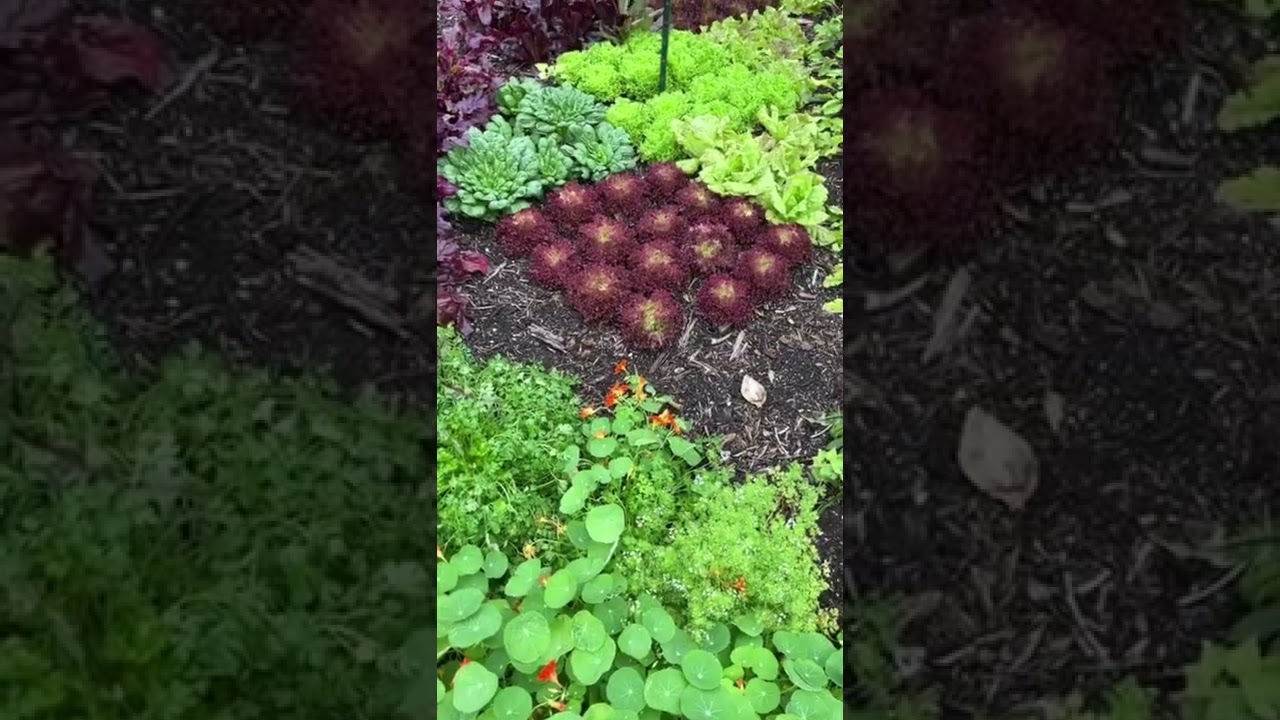 doomsday preppers grow your own vegetable garden shtf - YouTube