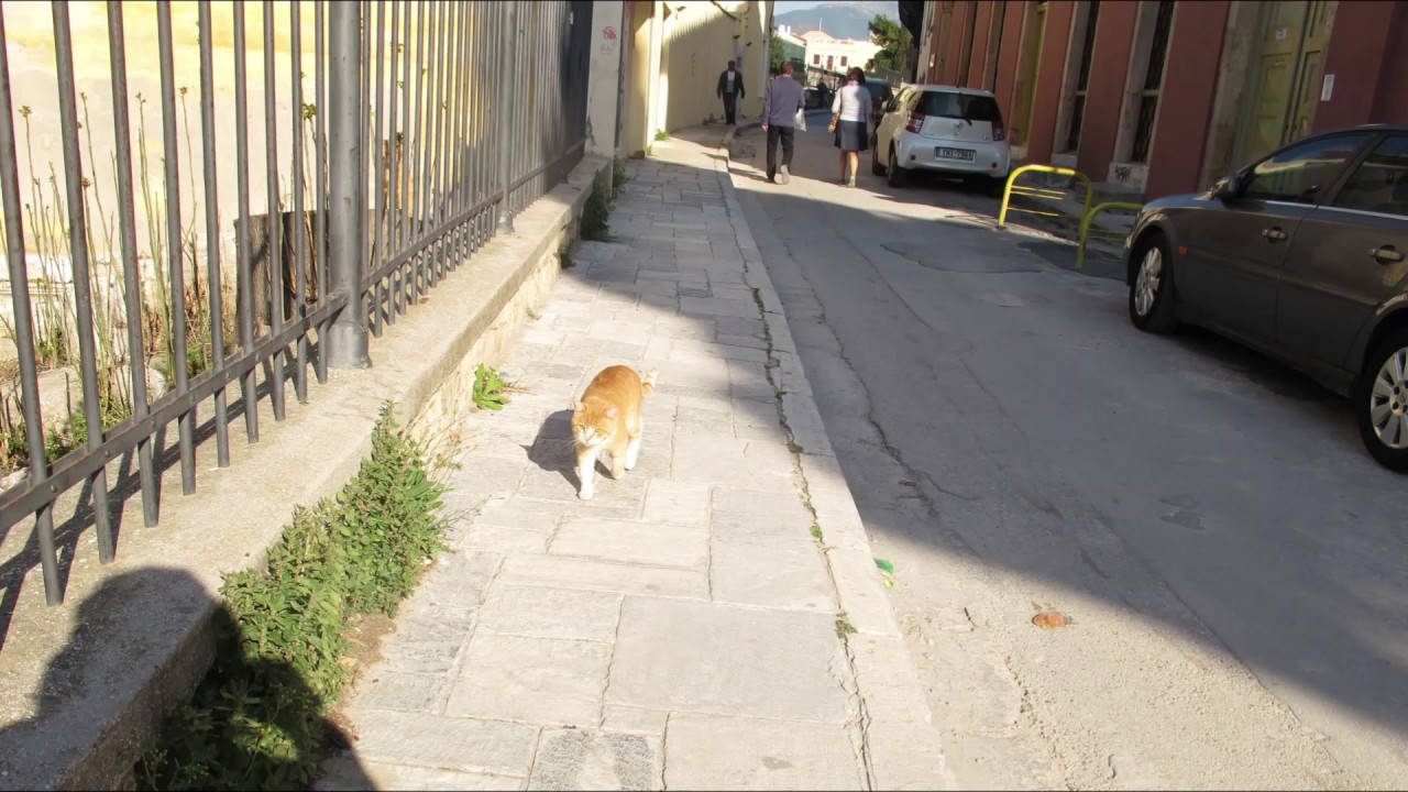 プラカの猫 (3) Γάτες στην Πλάκα/Cats in Plaka - YouTube