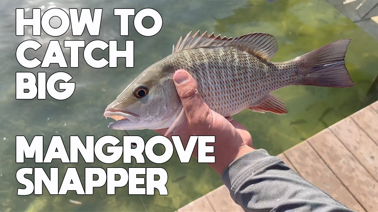 How to Catch Bigger Mangrove Snapper For Beginners Fishing Key West ...