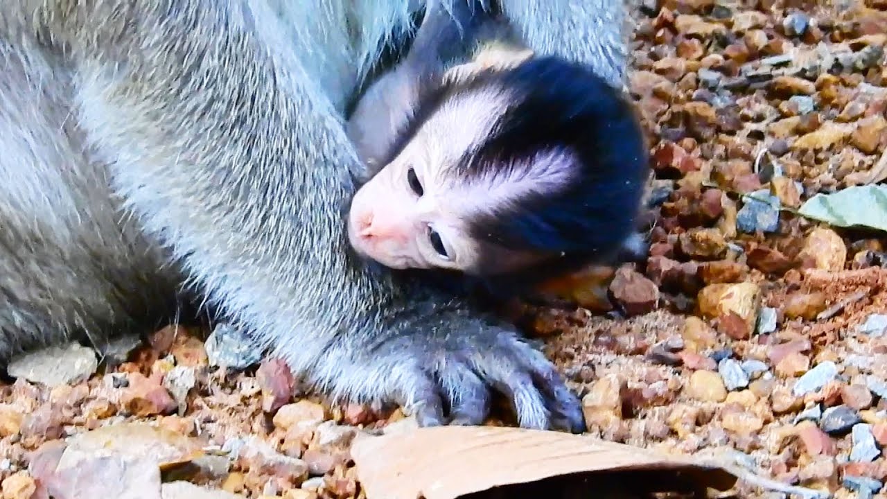 Newborn Monkey is super cute now she look for milk - YouTube