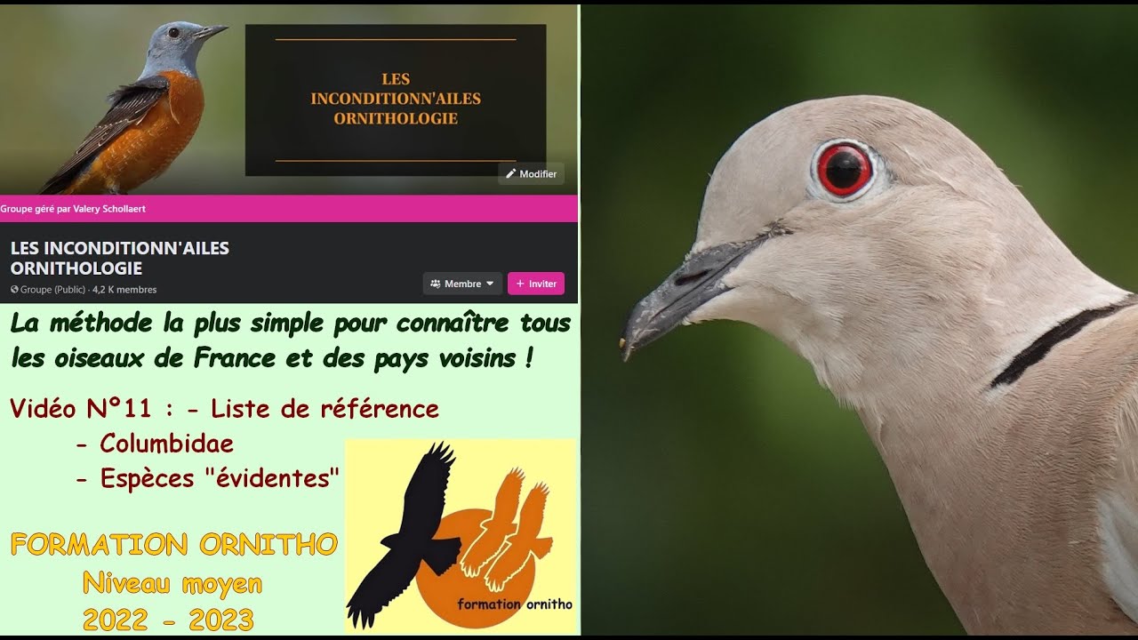 Oiseaux de France 11 : liste des oiseaux, Columbidae et espèces ...