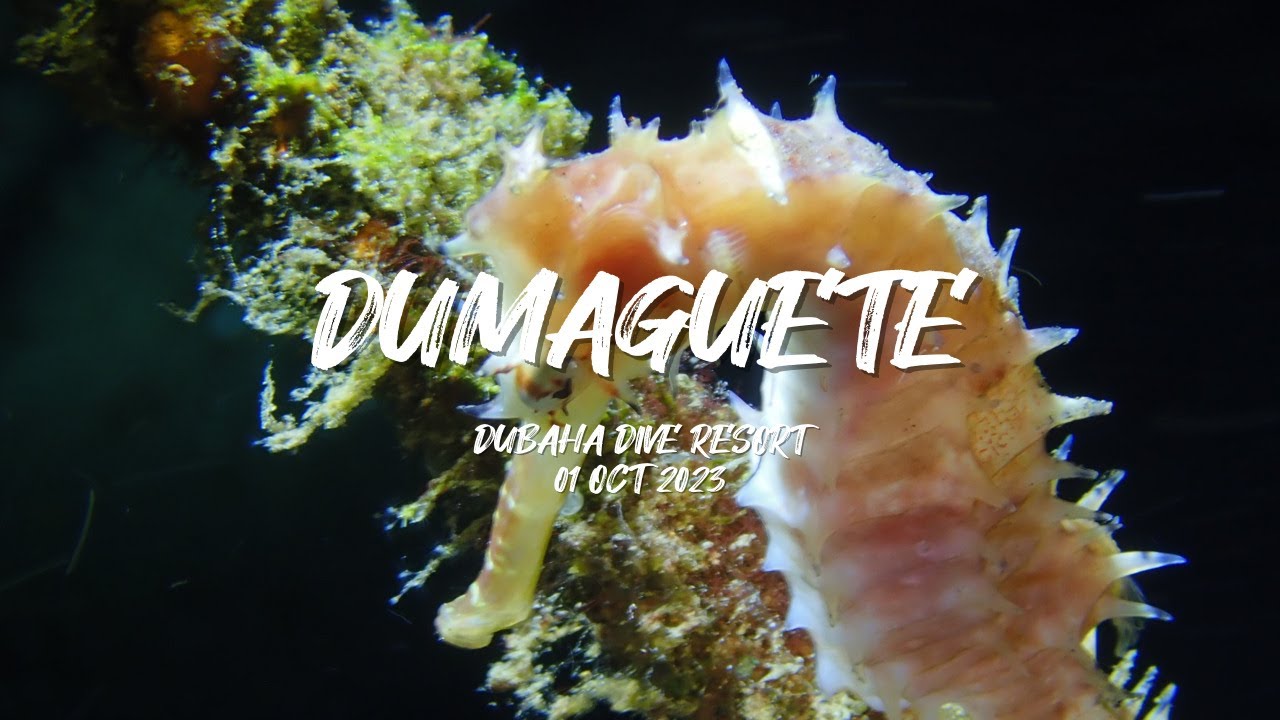 [꾸러기 놀다] 스쿠버여행 @ 필리핀 두마게티 2023년09월 | Scuba trip to Dumaguete ...