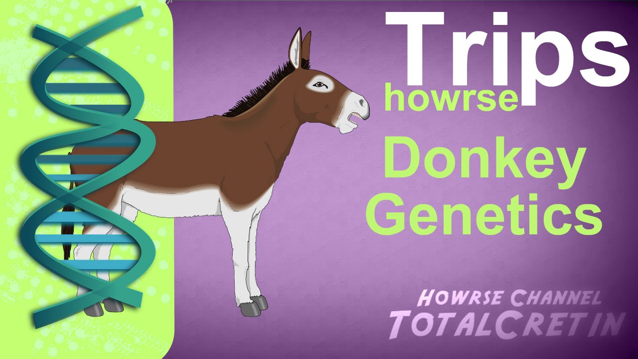 Donkey Genetics - Howrse Trips - YouTube