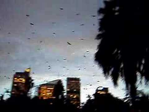 Bats in sydney- real! - YouTube