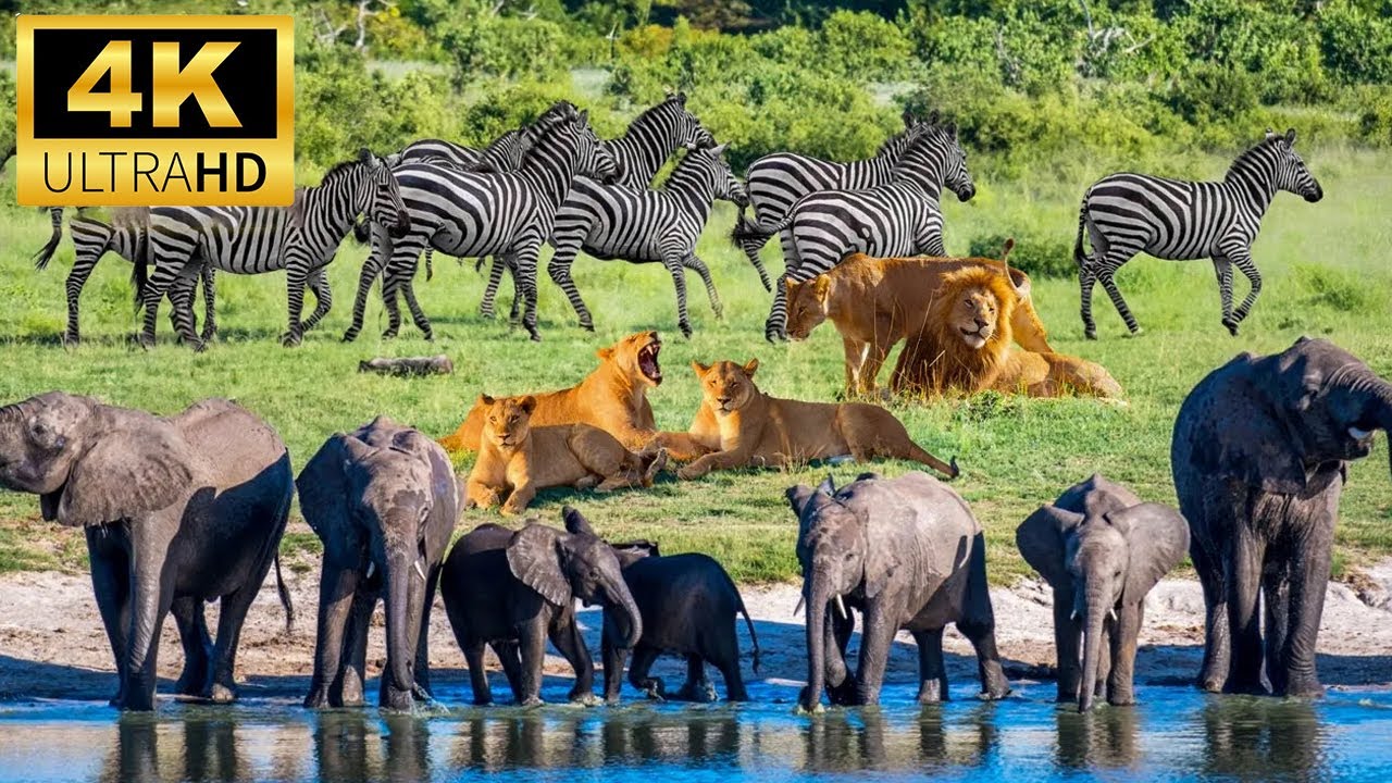 4K African Wildlife: Mamili National Park, Namibia - Scenic Wildlife ...