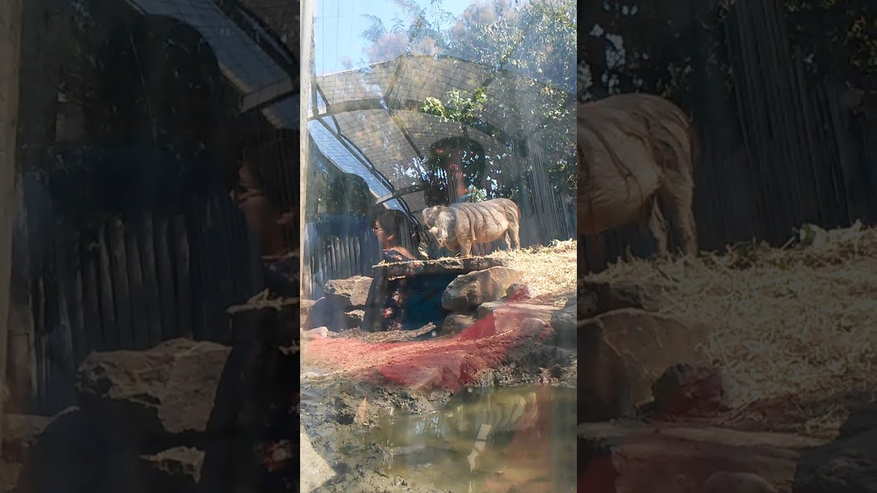 UN CERDO CON CUERNOS - YouTube