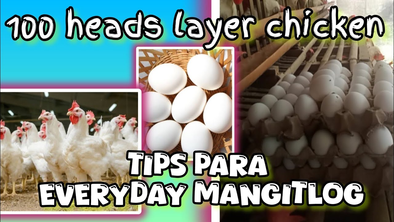 Tips Para Everyday Mangitlog ang Layer Chicken - YouTube