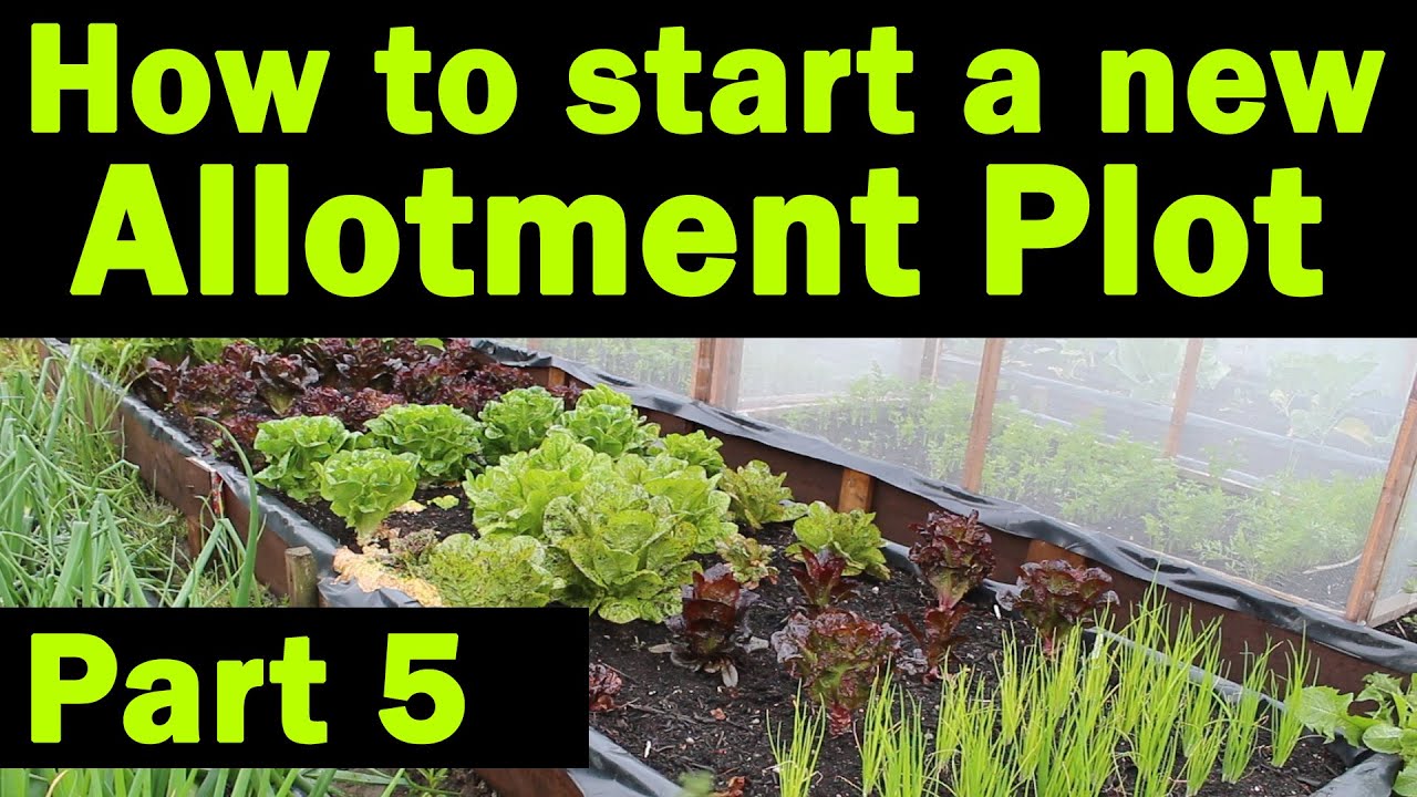 Start a new Allotment Plot | Part 5 | Allotment Garden | Crop ...