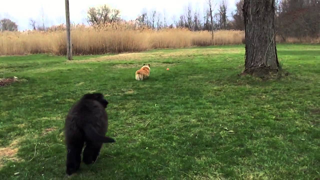 Boe the Newfie: Corgi vs. Newfie - YouTube