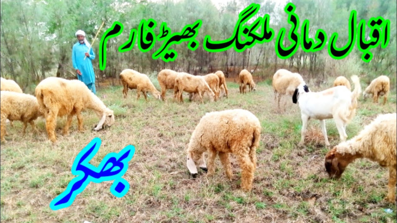 Damani Sheep l Beautiful Damani milking bread of Iqbal Sheep Farm ...